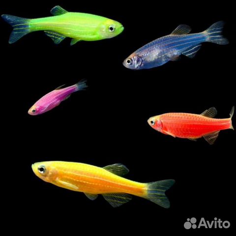 Аквариумные рыбки данио