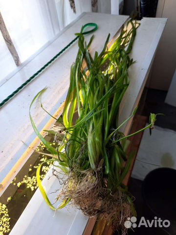 Валиснерия