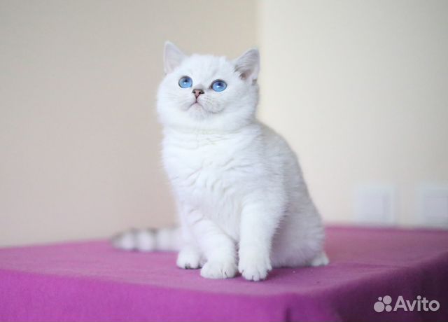 Британская синеглазая кошечка серебристая шиншилла