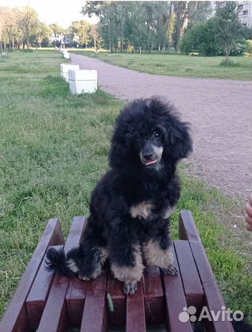 Собака
