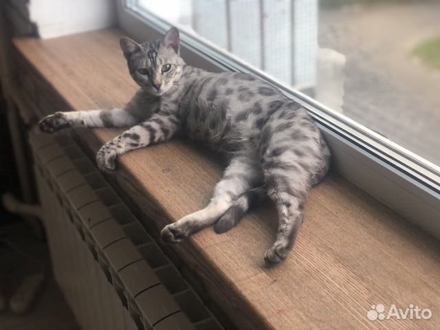 Бенгальская кошка серебро 1,5 года