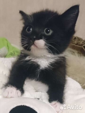 Котенок месяц