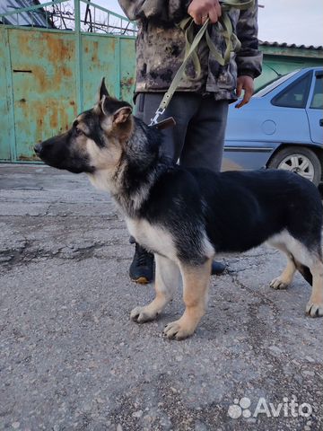 Собаки щенки
