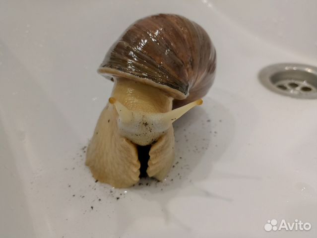 Ахатина гигантская