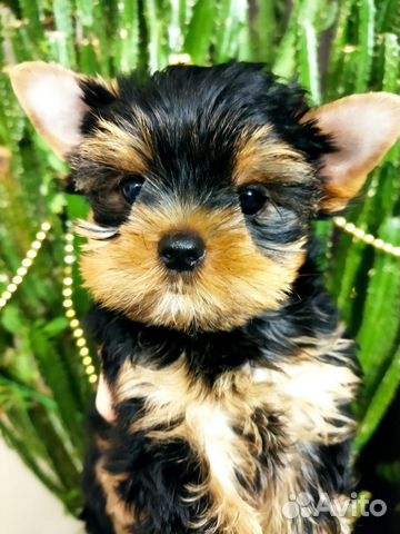 Мальчишка Йорк миник