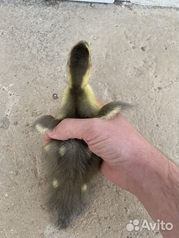 Мускусные утята тяжелой линии