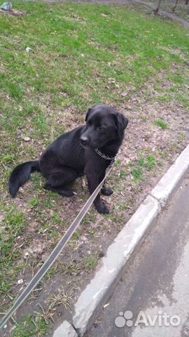 Лабрадор