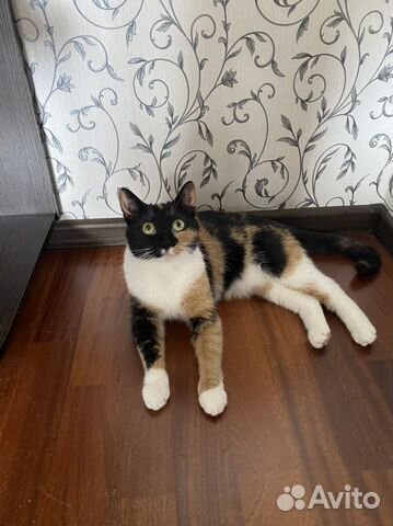 Кошка. 1 год