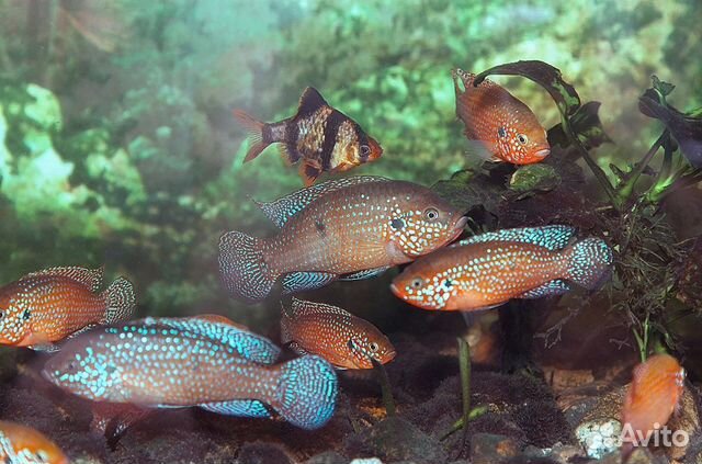 Рыба хромисы красавцы мальки