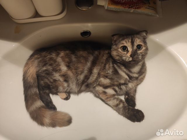 Кошечка Дуся