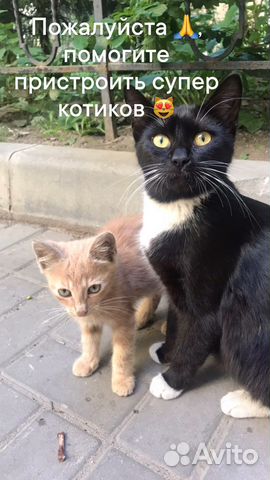 Котята в добрые руки