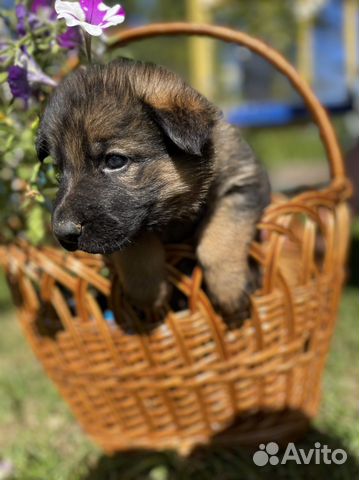 Щенки немецкой овчарки
