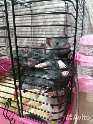 Декоративные крыски