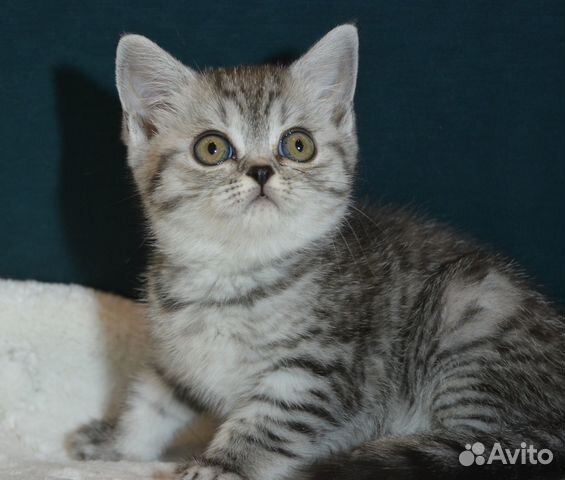 Девочка тигр на серебре