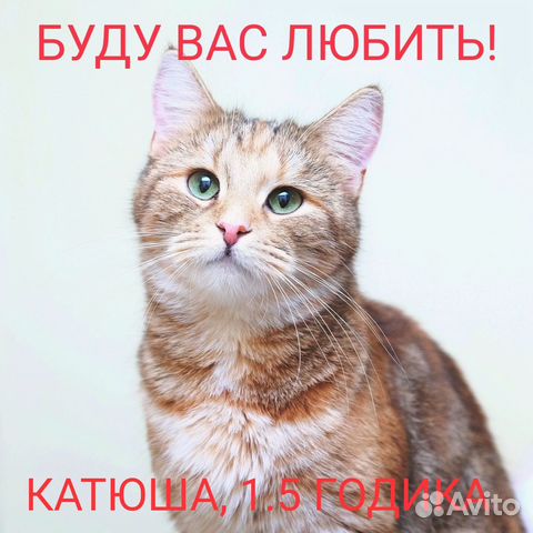 Катюша, 1.5 г., стерилизован., привита, passport