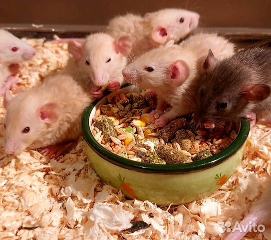Крыски дамбо