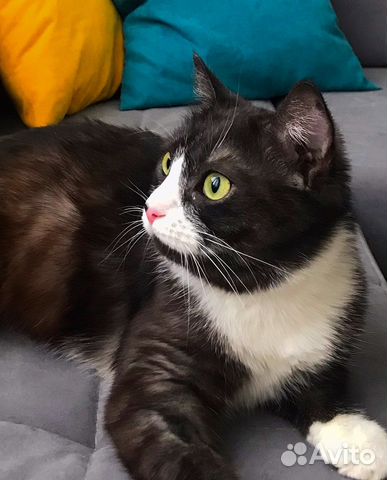 Кошечка необычного окраса ищет дом