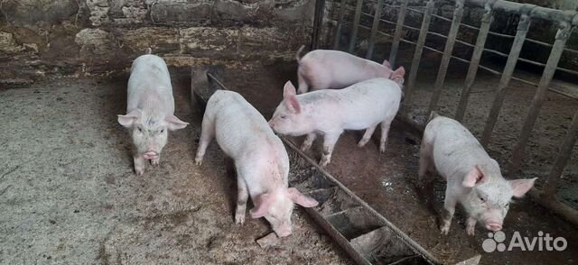 Поросята