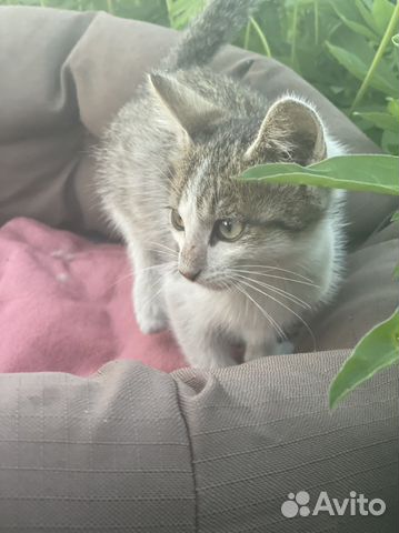 Котенок