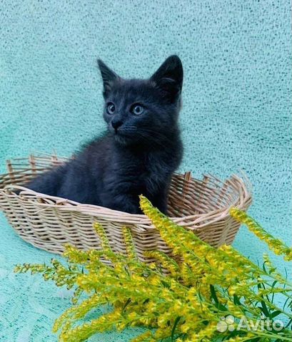 Русская голубая