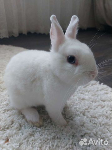 Декоративный карликовый Гермелин кролик