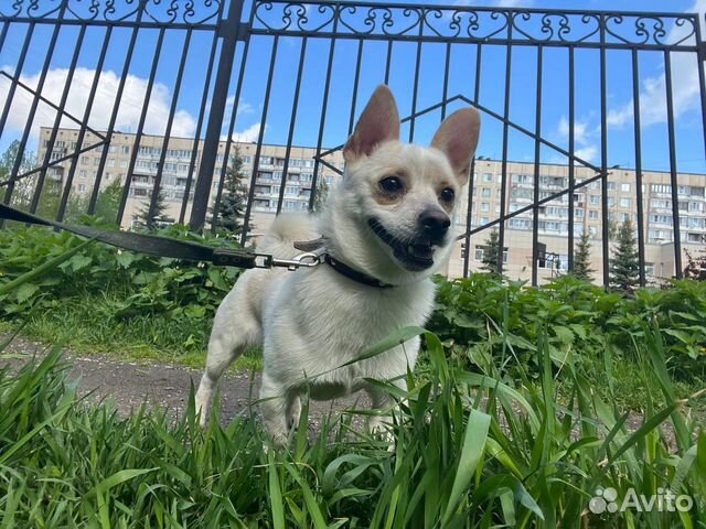 Фокс ищет дом