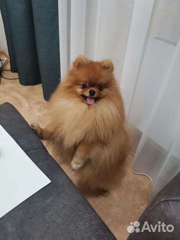 Померанский шпиц вязка кобель