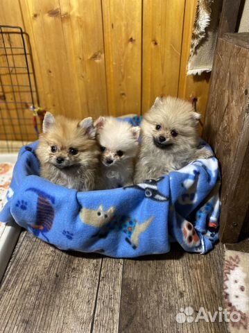 Шпицульки малыши