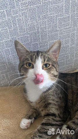 Ромка - романтик в добрые руки