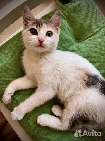 Котенок ищет семью