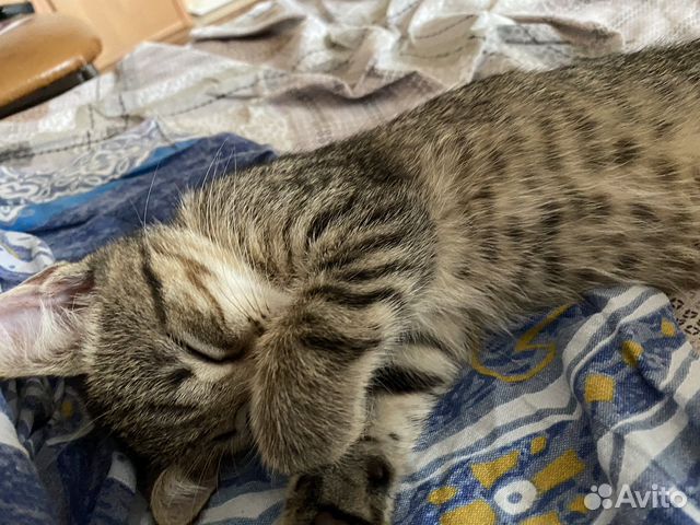 Котенок (2 месяца)