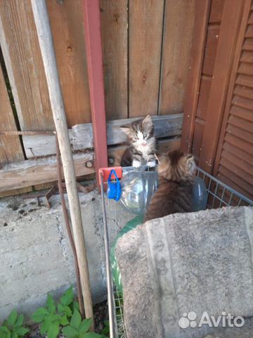 Котята в добрые руки бесплатно