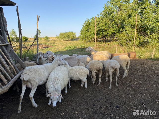 Подаются овцы матки и ярки
