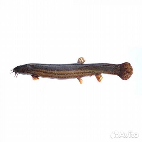 Живой фильтр для аквариума/пруда Вьюн