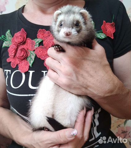 Хорек с клеткой