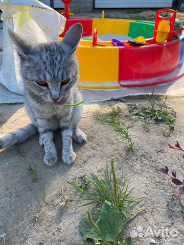 Кот мышелов