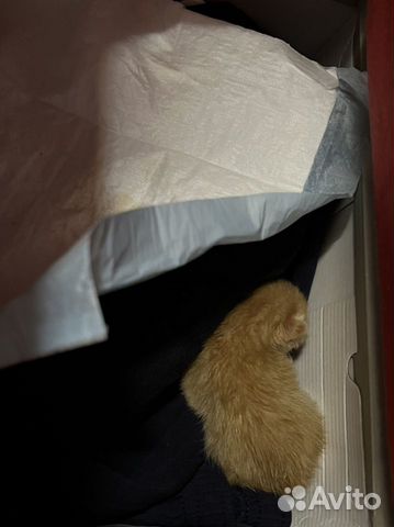 Ищем кормящую кошку