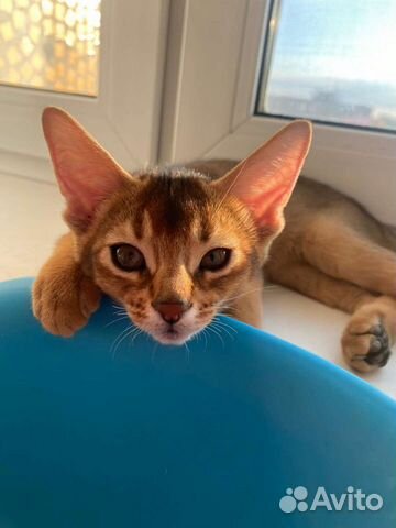 Абиссинские котята