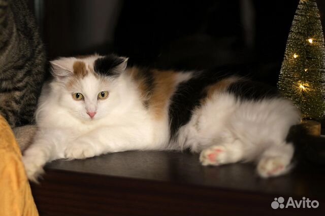 Красавица Монро ищет дом