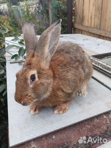 Кролики великаны
