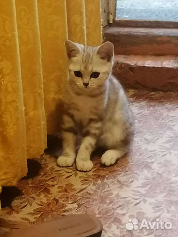 Шотландский котёнок девочка