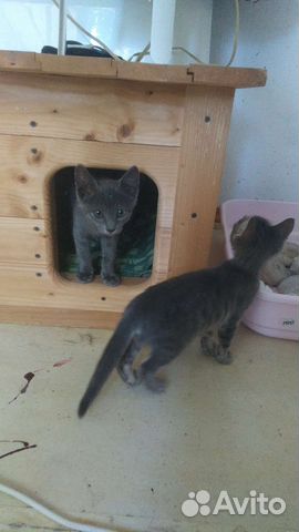 Котенок. Заберите нас Домой