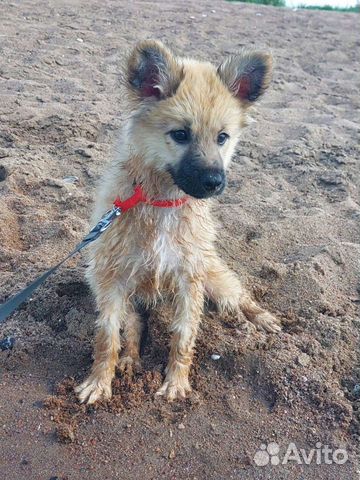 Щенок Фиби в добрые руки