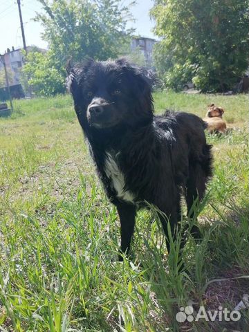 Маленькая собака в добрые руки