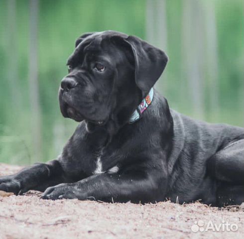 Чёрная девочка кане корсо