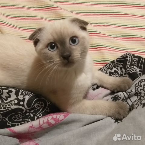 Вислоухие котята