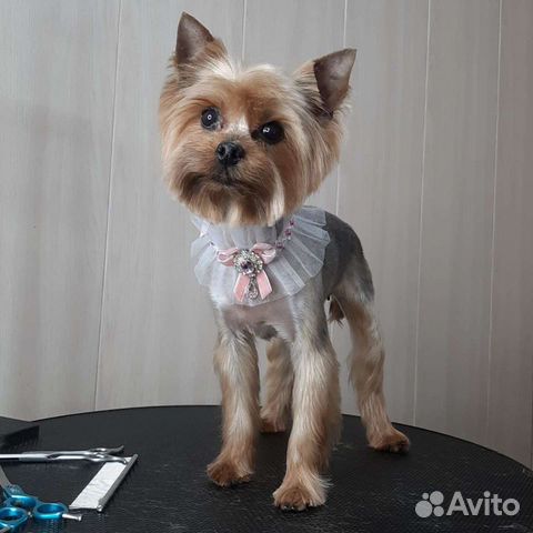 Милая Лиза ждет хозяина в приюте