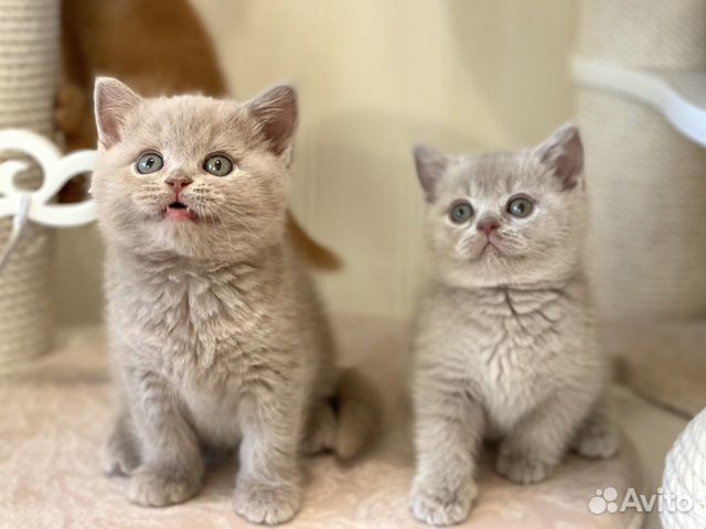 Британские котята