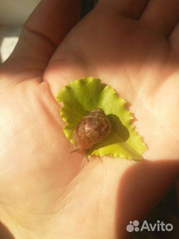 Улитка ахатин