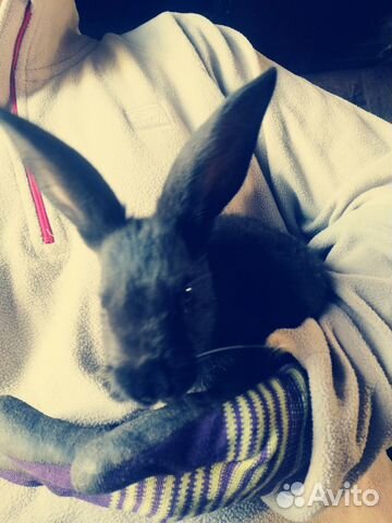 Крольчата мясных пород